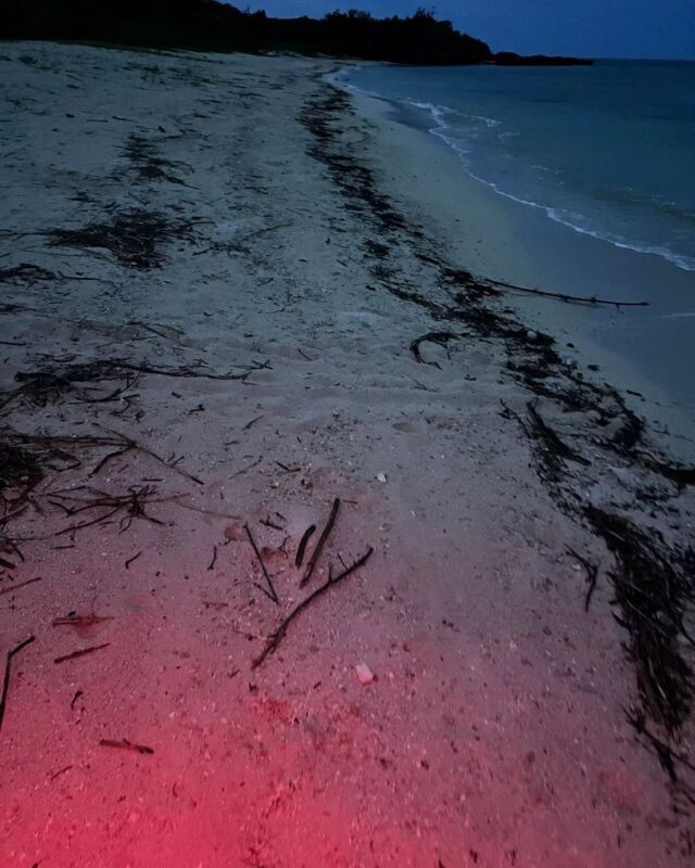 Contact – Churamura – Saving the Sea Turtles in Okinawa